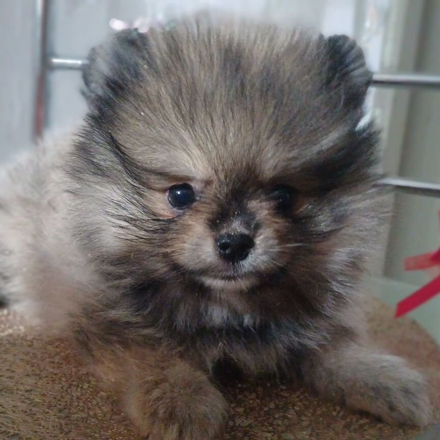 Королева пуховая Дева