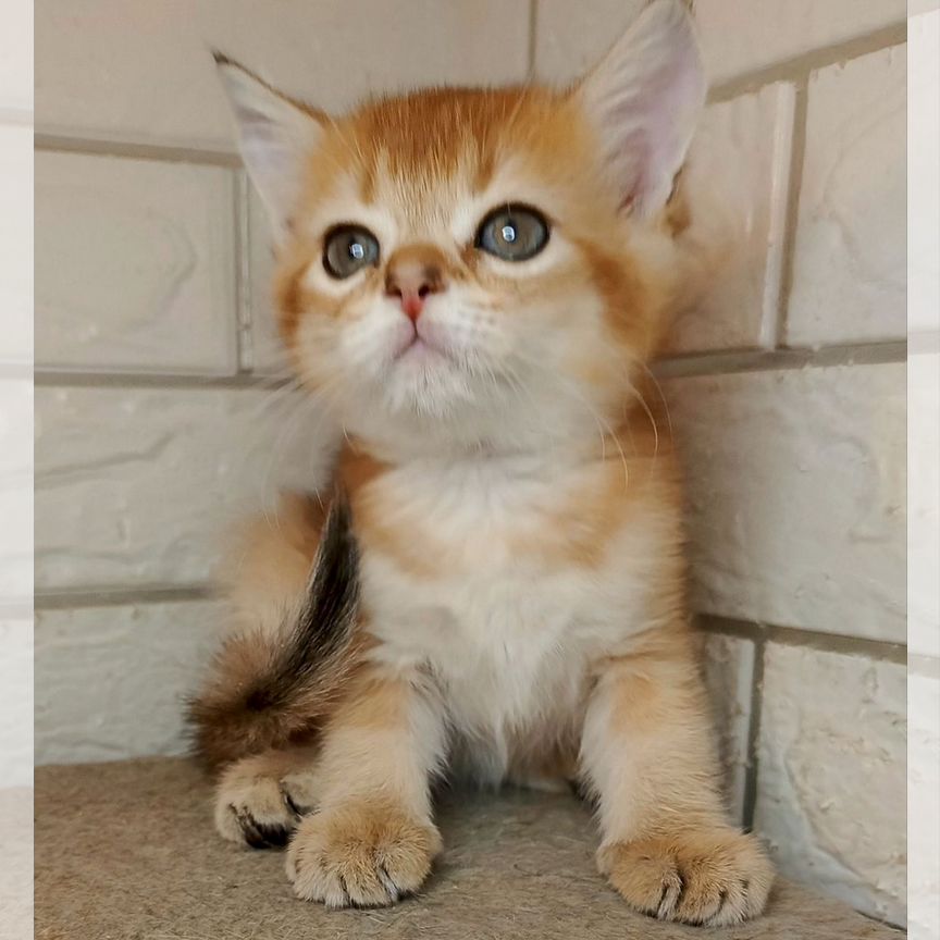 Шотландский прямоухий короткошёрстный котёнок
