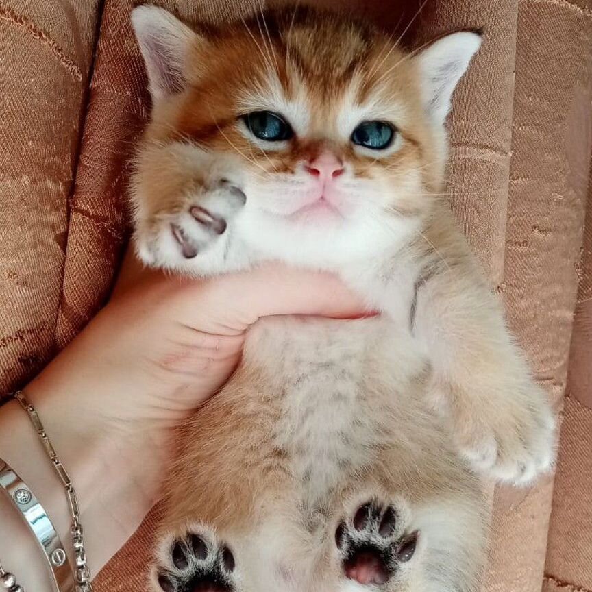 Шотландские золотые котята беби-фейс