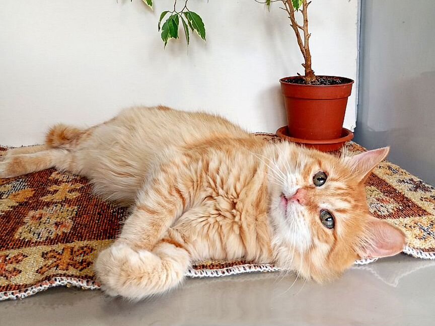 Рыжий кот Лис в добрые руки