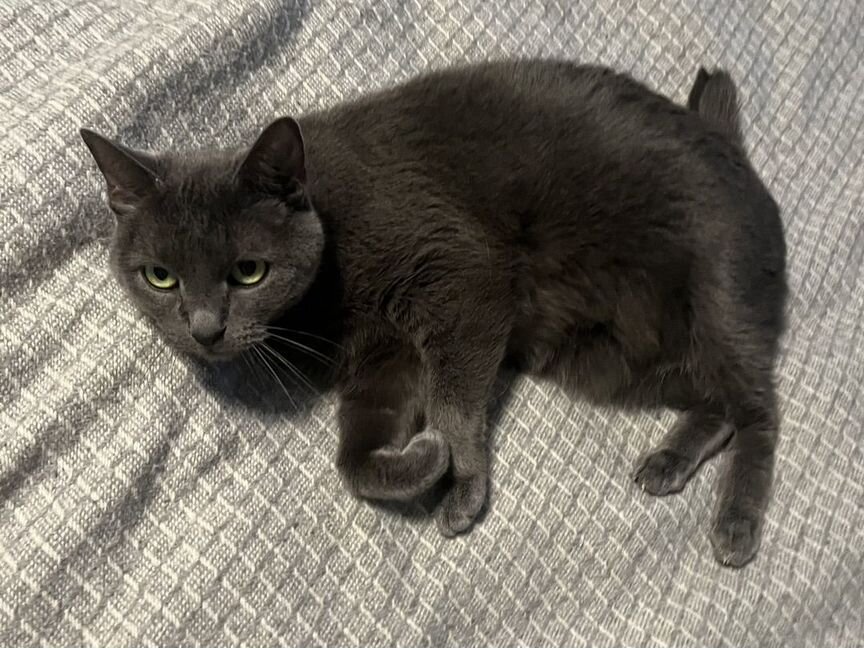Милейшая кошка корат Флешка