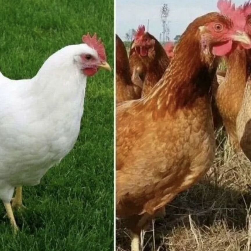 Куры несушки