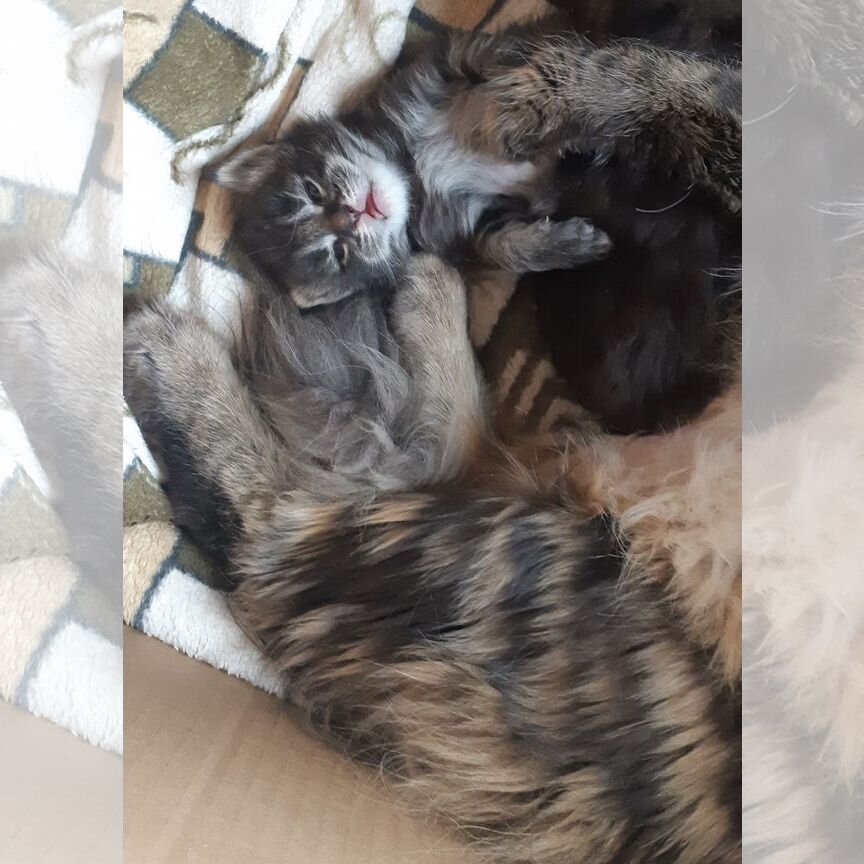 Мейн-кун котёнок