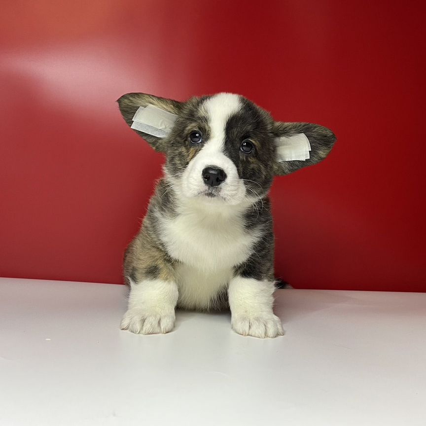 Крепыши кардигашки