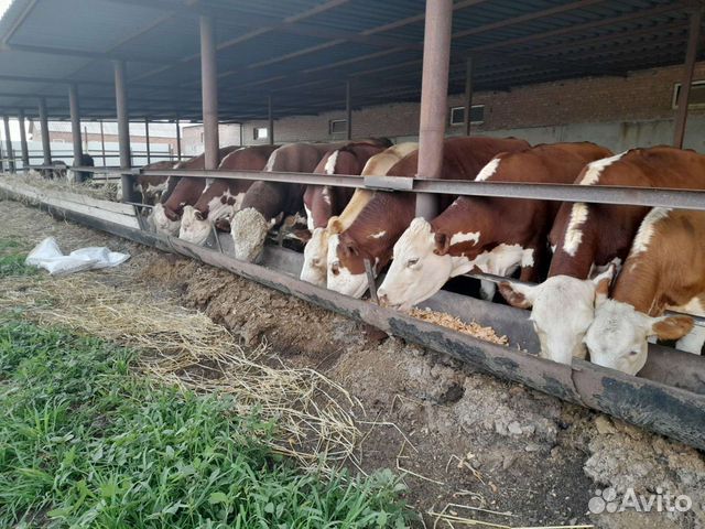 Коровы герефорд