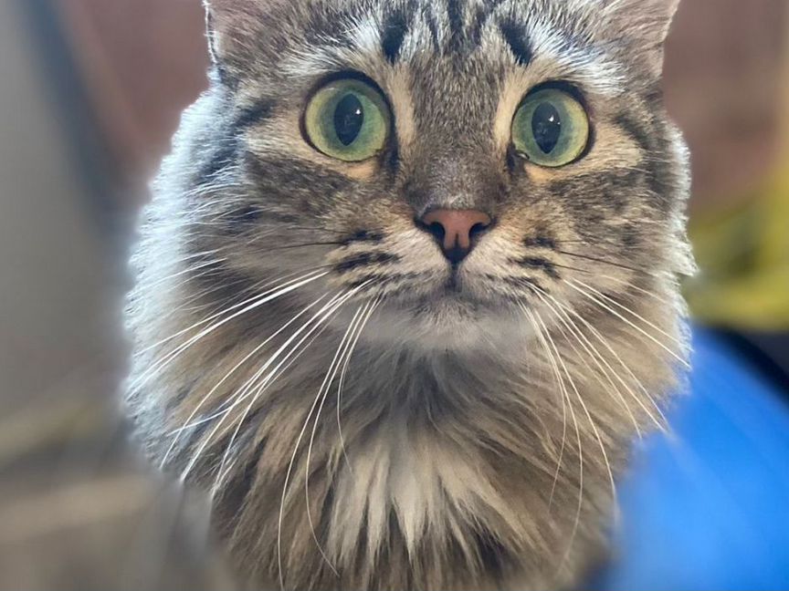 Кошка стерилизованная красота