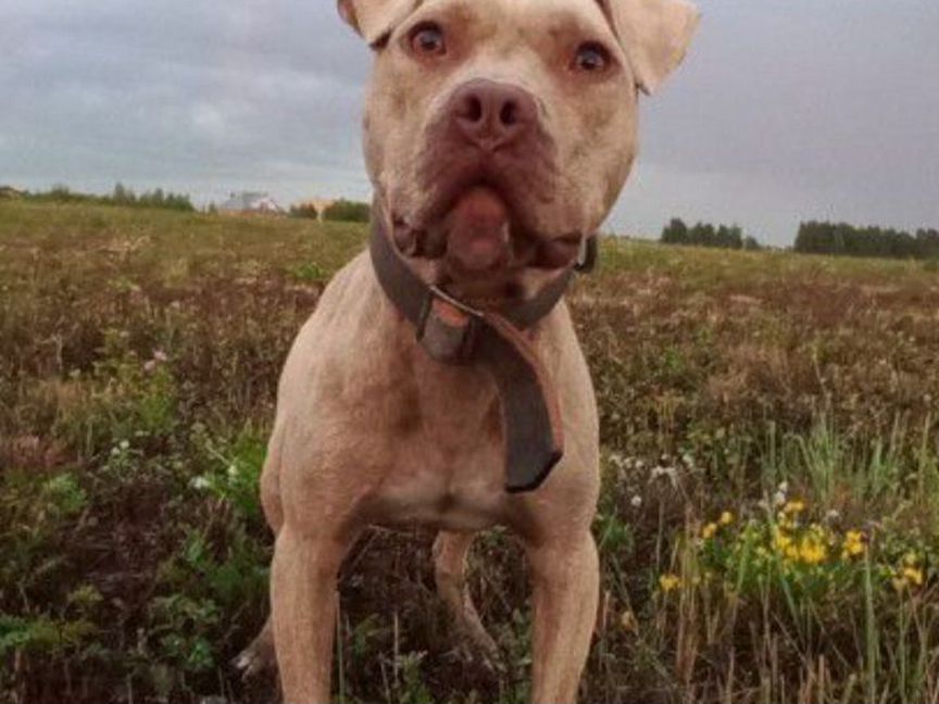 Щенки питбультерьера