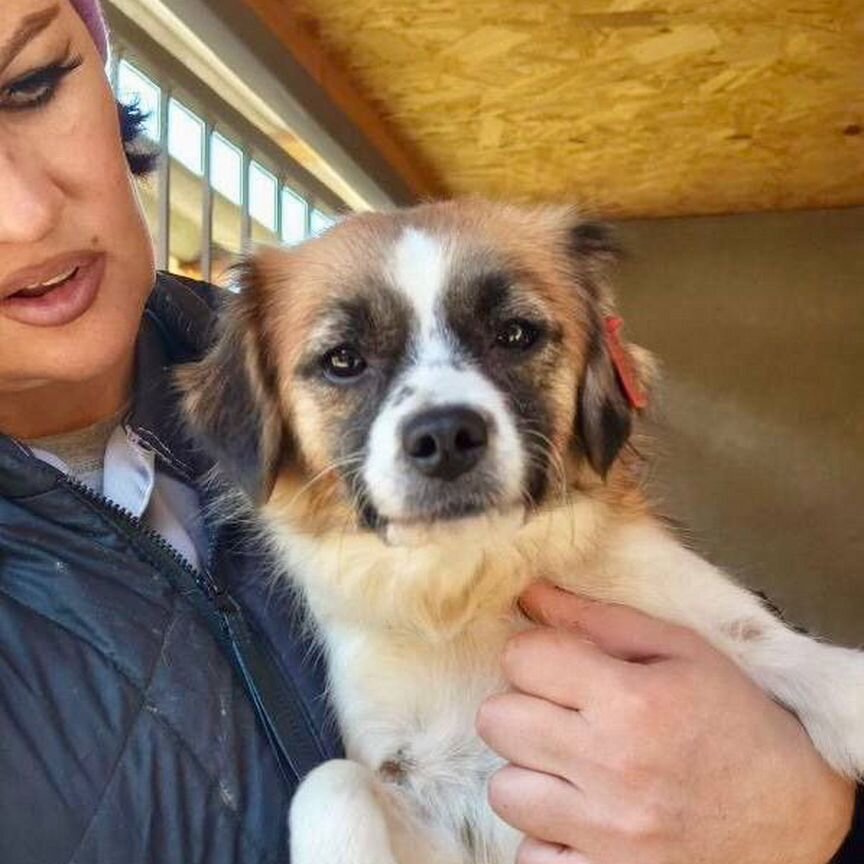 Маленькая собачка в добрые руки в дар