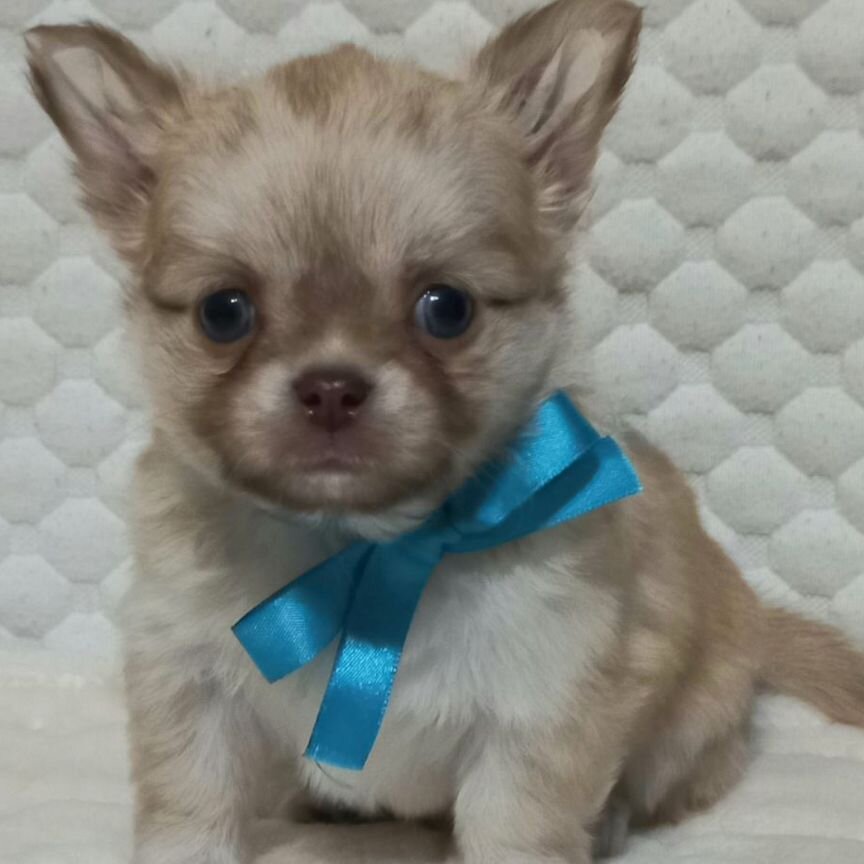 Чихуахуа, щенок