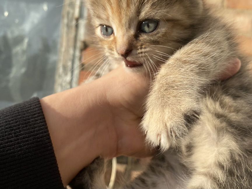 Отдам девочку примерно 2 месяца