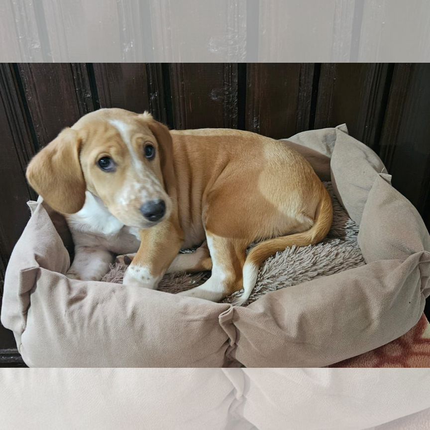 Щенок в добрые руки