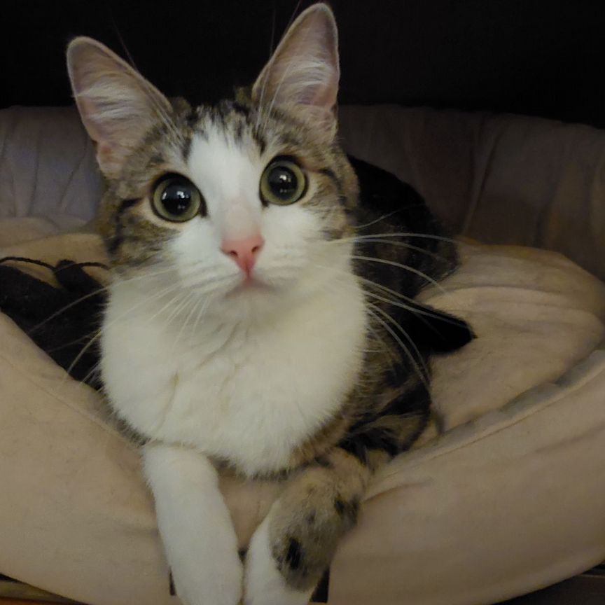 Кошка Мия
