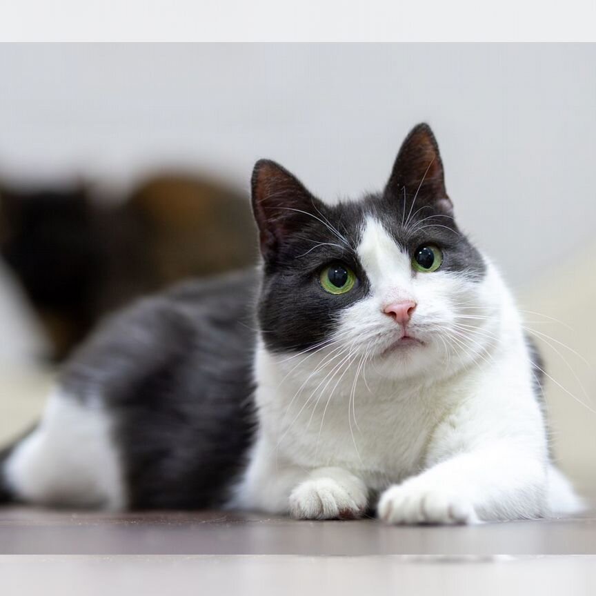 Взрослая кошка из приюта