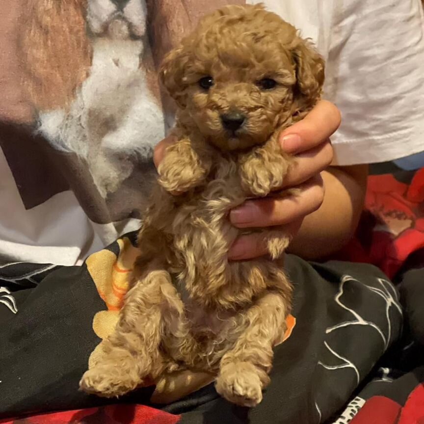 Пудель той - мальчики и девочка