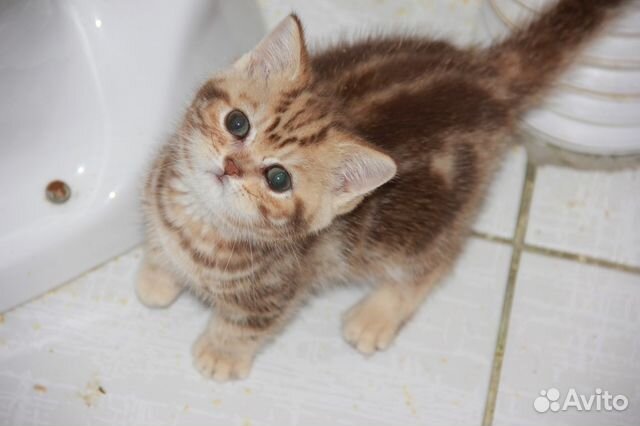 Котик британский мраморный 2 месяца
