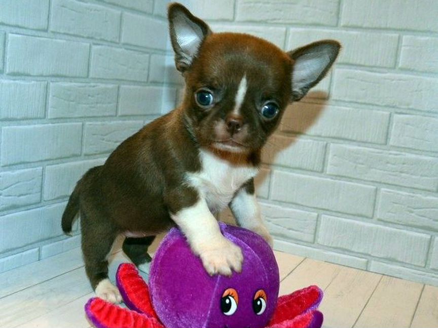 Чихуахуа чудесная красоточка,девочка,есть мальчики