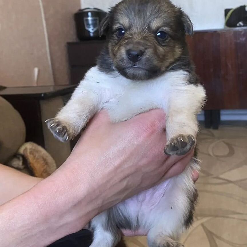Щенок в добрые руки