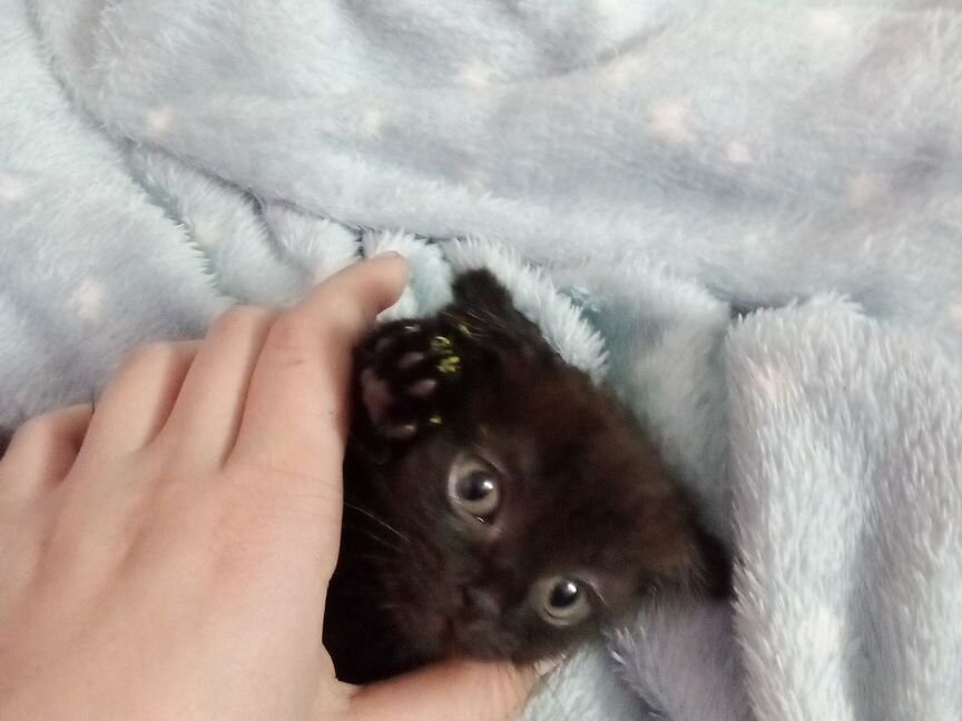 Вислоухие котята 1