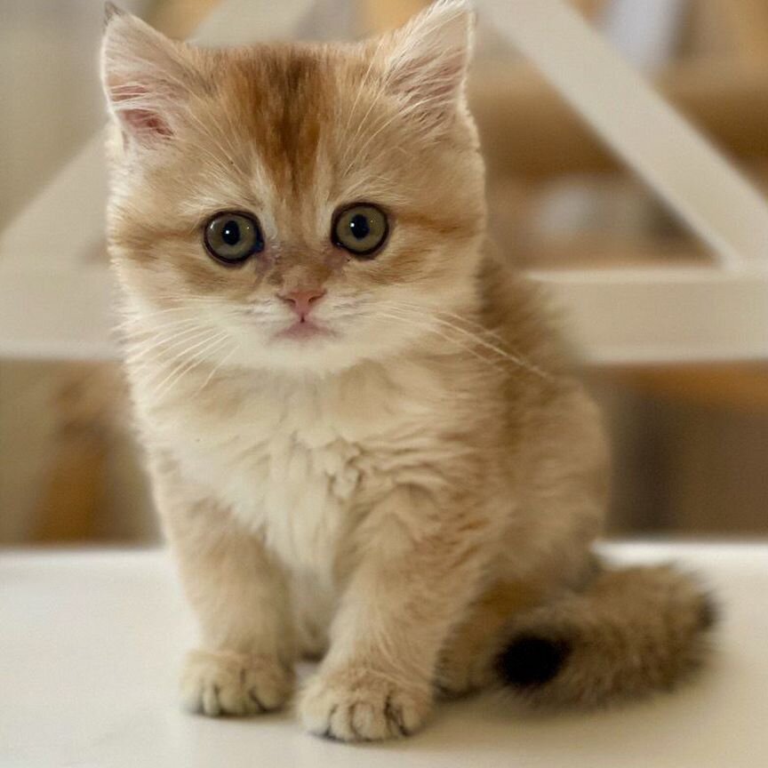 Британский короткошёрстный котёнок