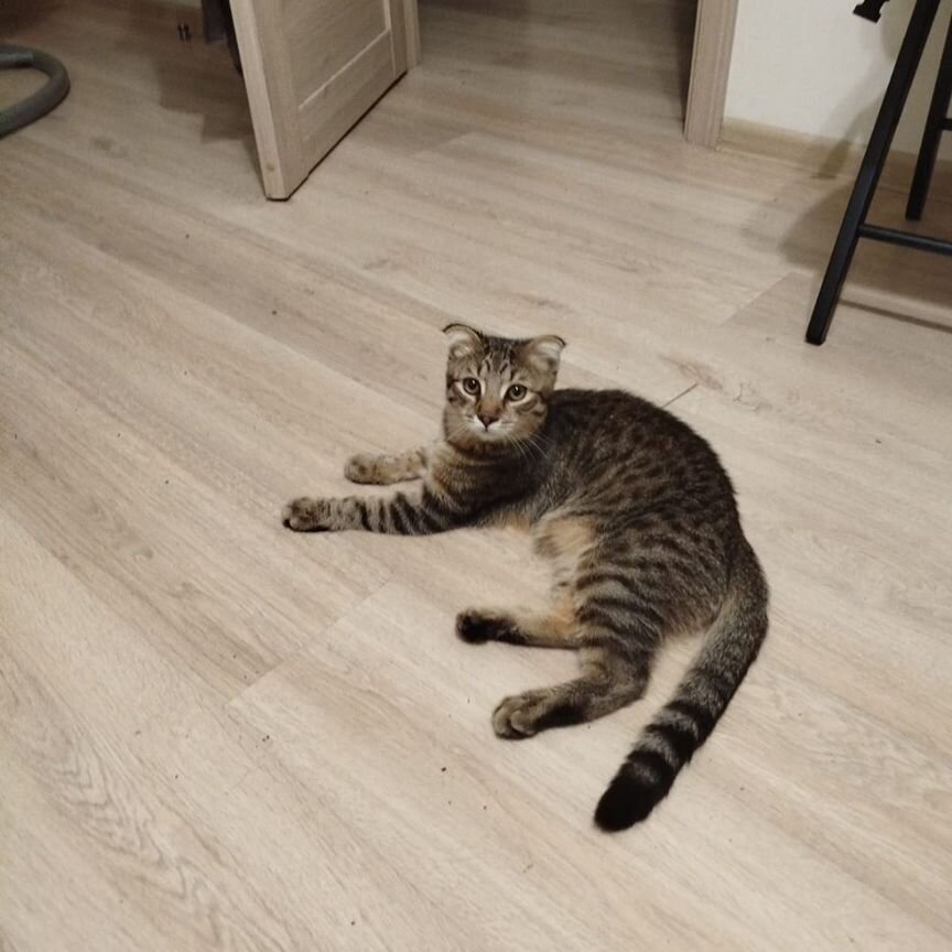 Продам котёнка