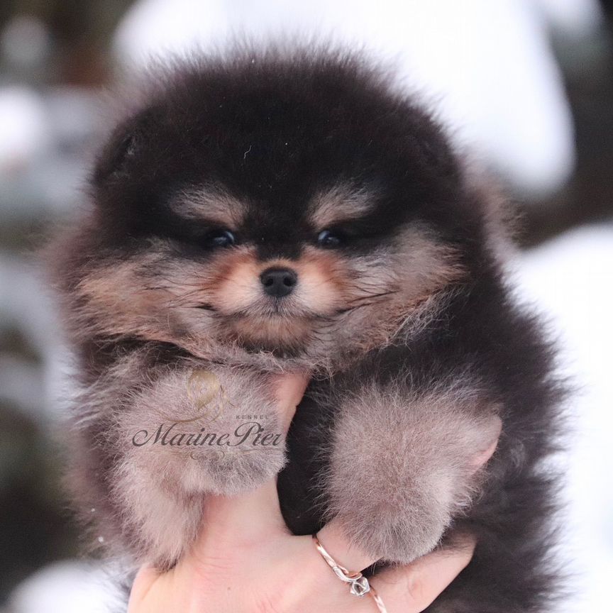 Померанский шпиц