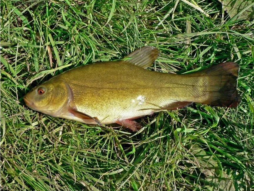 Продаю рыбу линя