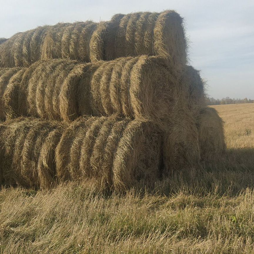 Продам сено в рулонах