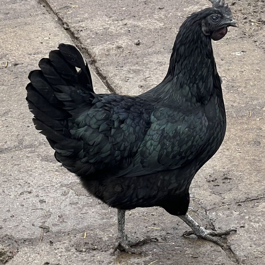 Петух и куры аям чемани