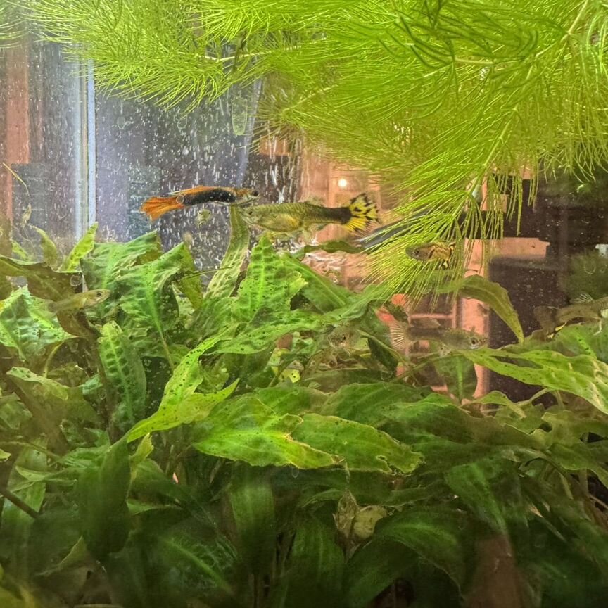 Аквариумные рыбки гуппи