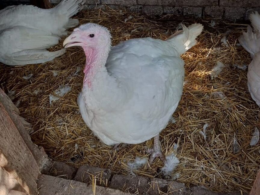 Тушки индеек