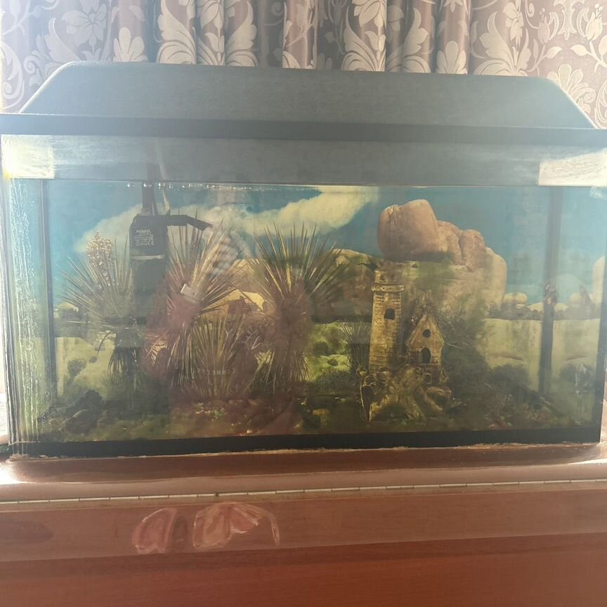 Аквариум и две рыбки