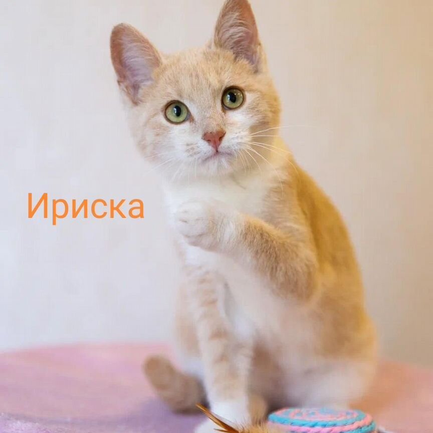 Котята в добрые руки бесплатно