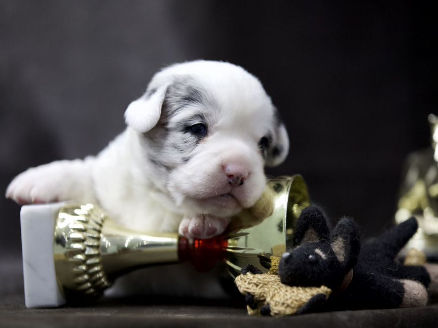 Щенки вельш корги кардиган