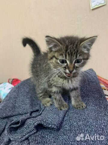 Маленький котенок полосатый(девочка)