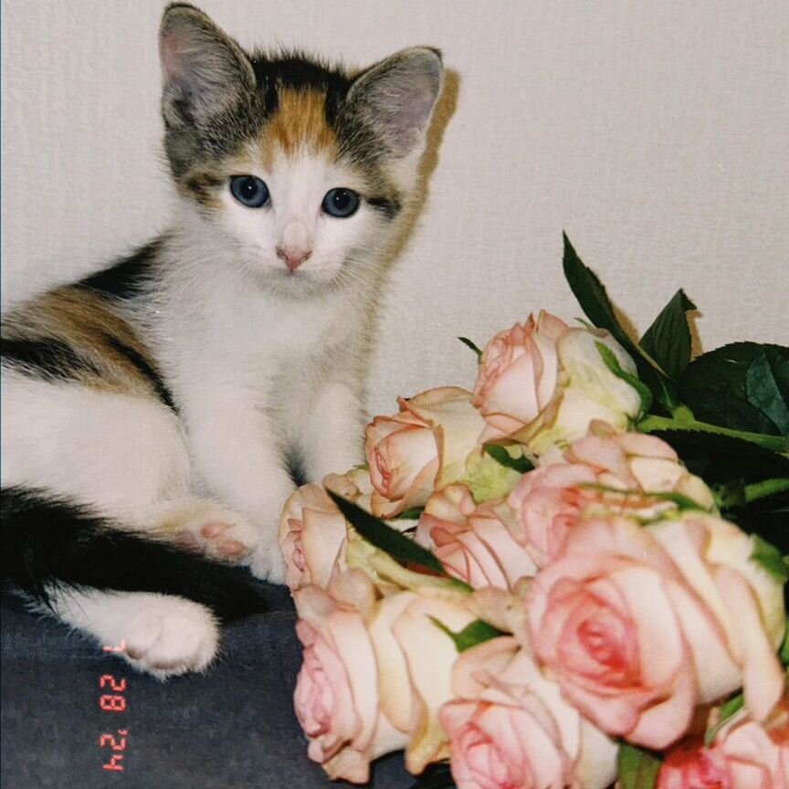 Котенок в добрые руки