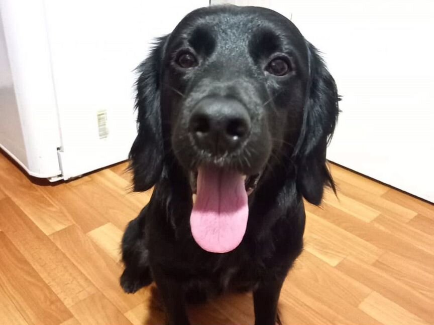 Собака бесплатно