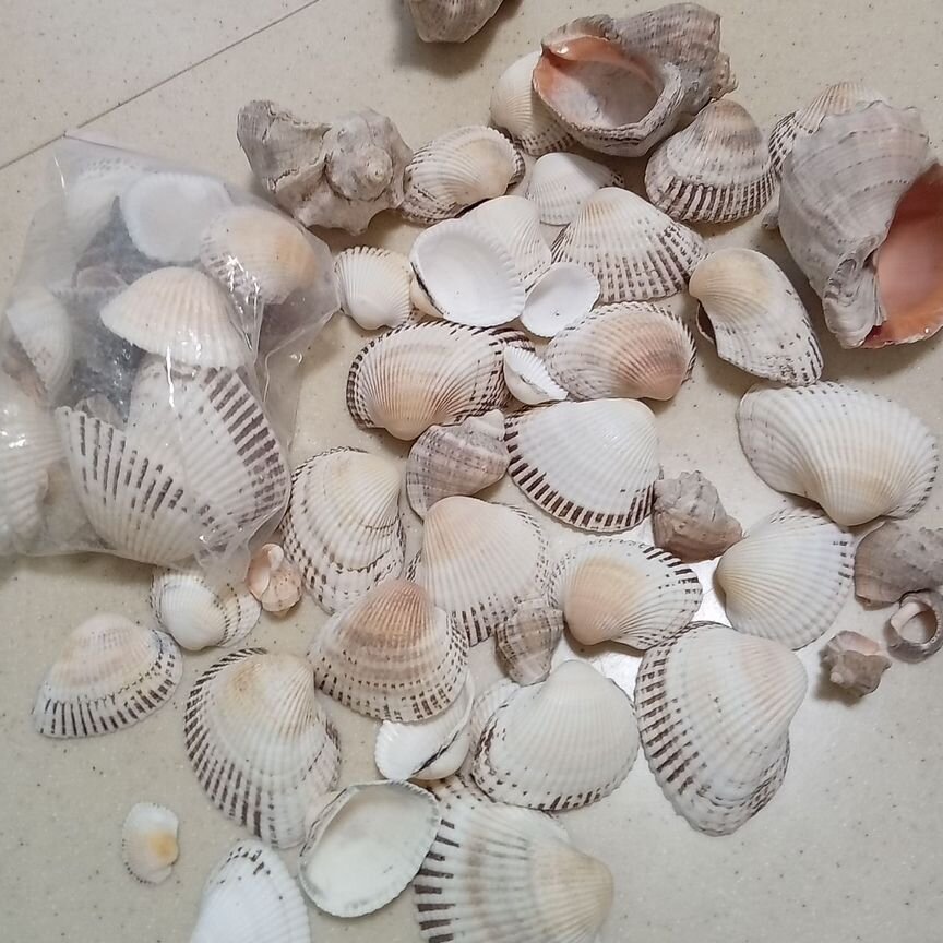 Ракушки для аквариума