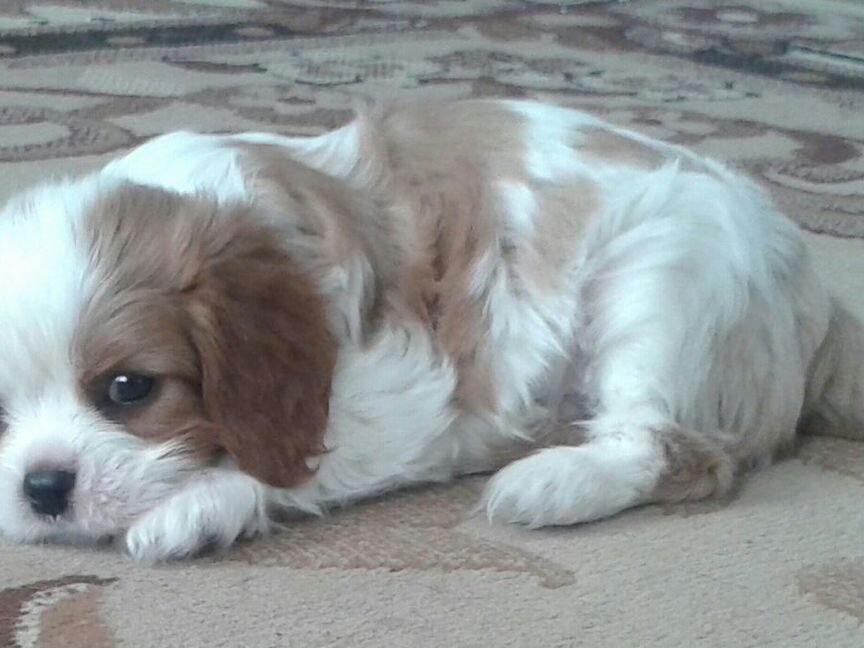 Мини мальчик Кавалерочки