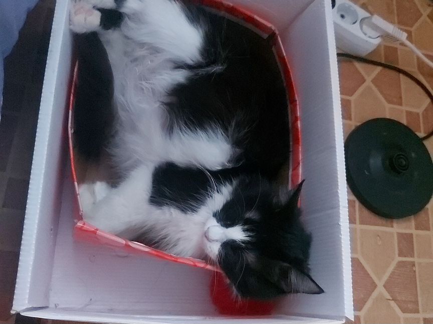 Пончик и барсик