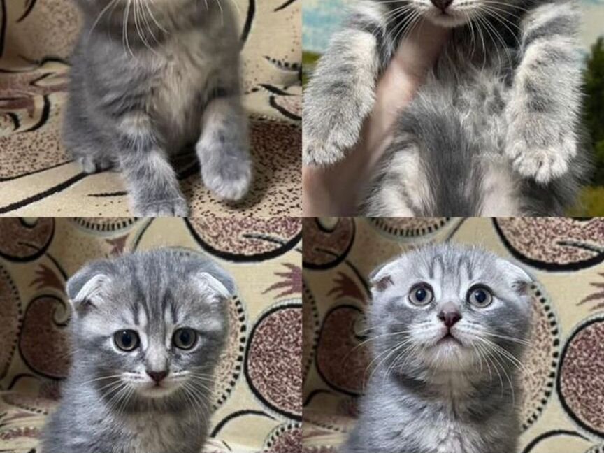 Шотландский вислоухий котенок
