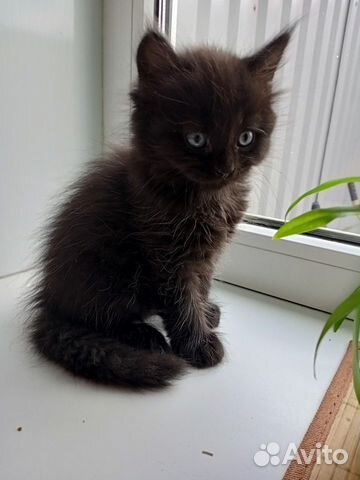 Полу британец