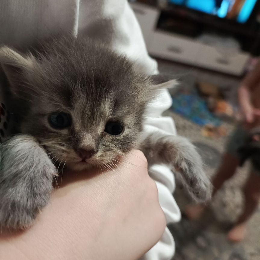 Британские котята