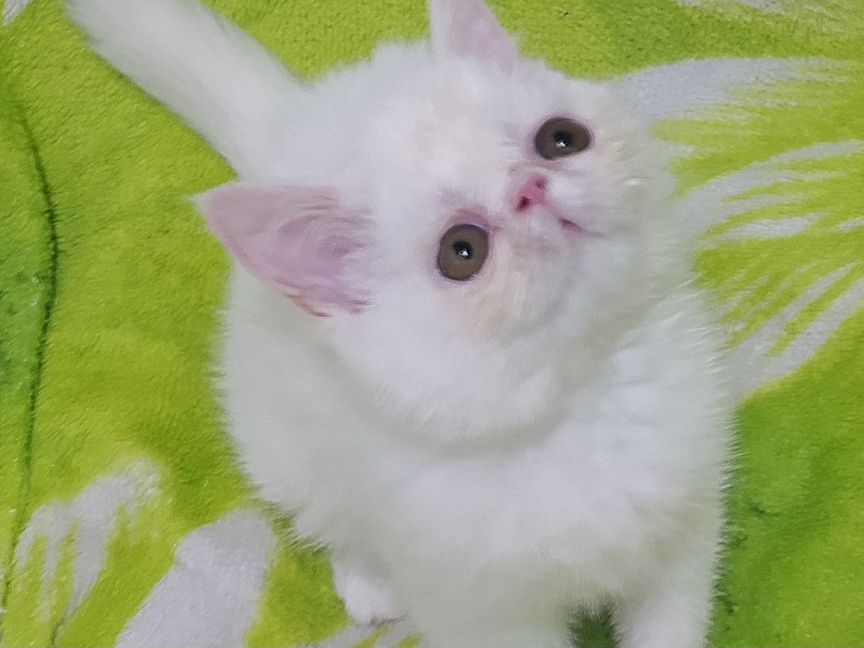 Экзотическая