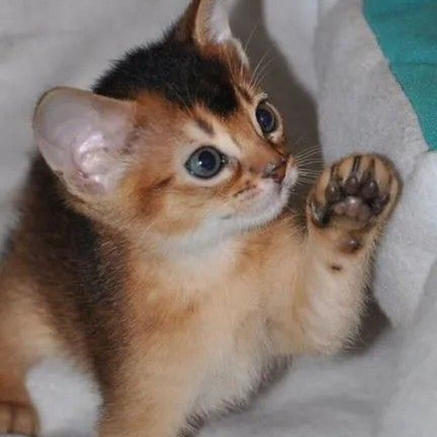 Абиссинские котята дикий окрас