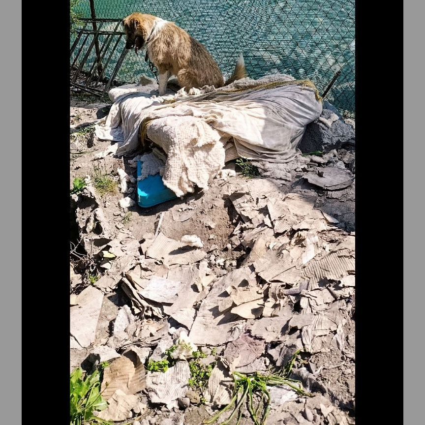 Ирландский мягкошерстный пшеничный терьер, взрослый пёс