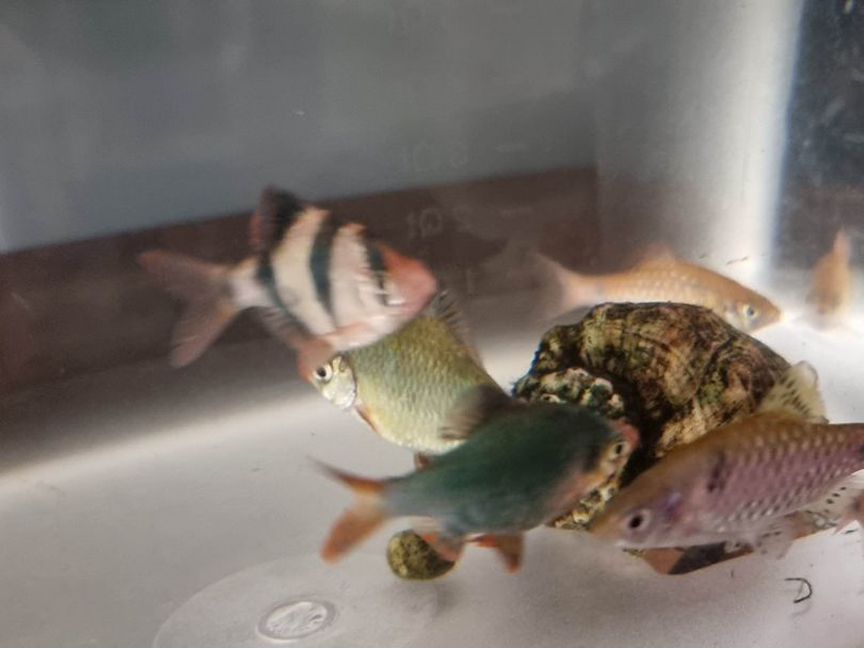 Отдам аквариумных рыбок - барбусов