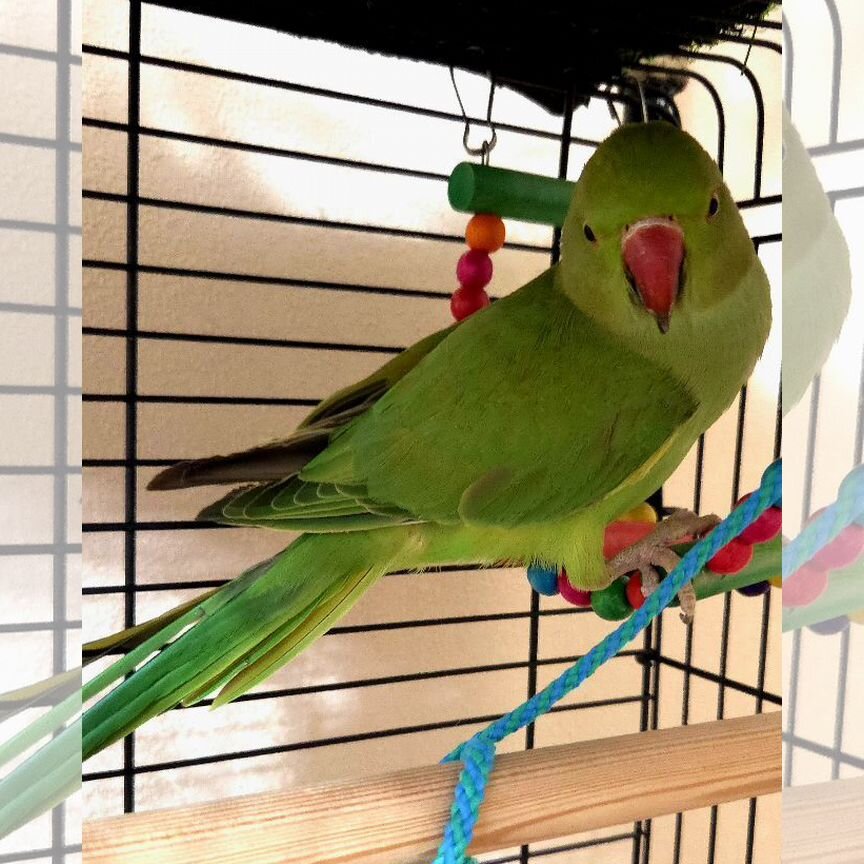 Ожереловый попугай ручной