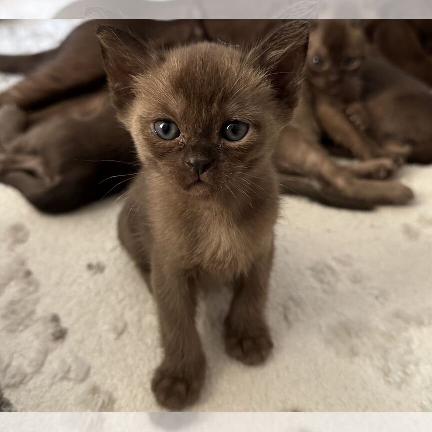 Европейский бурманский котёнок