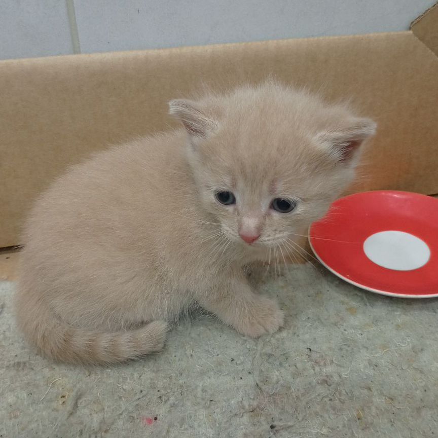 Котята в добрые руки бесплатно