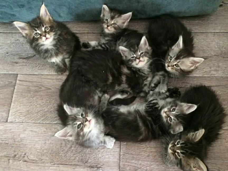 Ласковая детвора парней и девчат